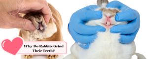 Why Do Rabbits Grind Their Teeth? Causes & What to Do